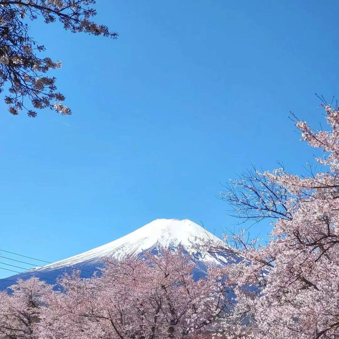 6 foto indah Gunung Fuji, tur satu hari, melihat angsa di dataran Danau ...